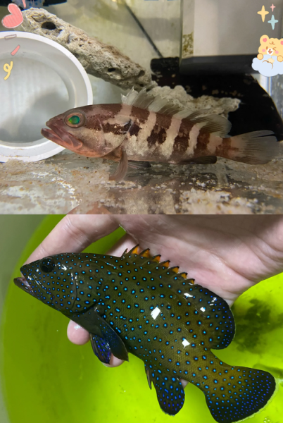 石斑鱼是什么鱼_石斑鱼有哪些常见品种-第1张图片-山城妙识