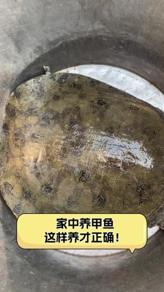 甲鱼怎么养_在家养甲鱼要注意什么-第2张图片-山城妙识