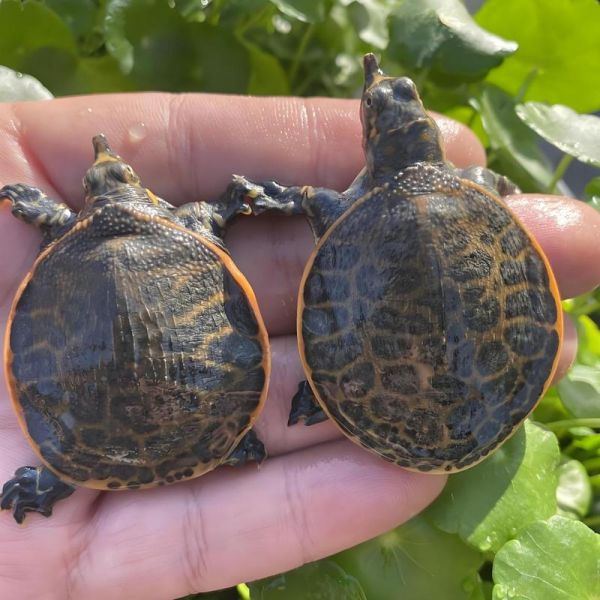 甲鱼怎么养_在家养甲鱼要注意什么-第3张图片-山城妙识