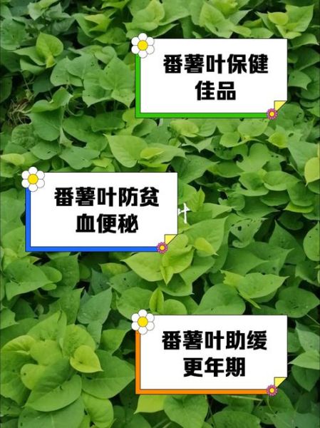 地瓜叶什么人不能吃_地瓜叶副作用有哪些-第1张图片-山城妙识