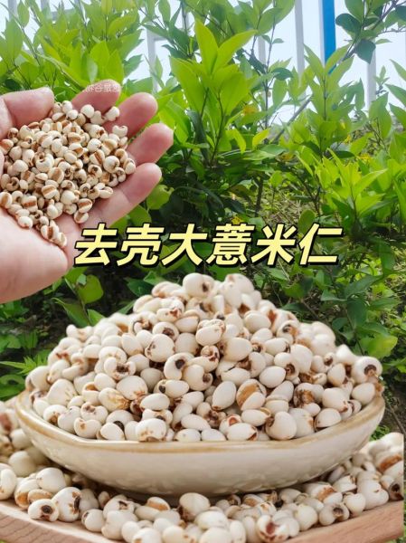 薏米长什么样_薏米图片大全怎么找-第1张图片-山城妙识