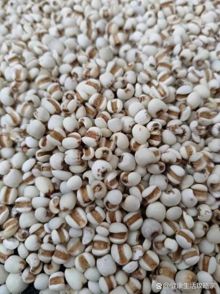 薏米长什么样_薏米图片大全怎么找-第2张图片-山城妙识