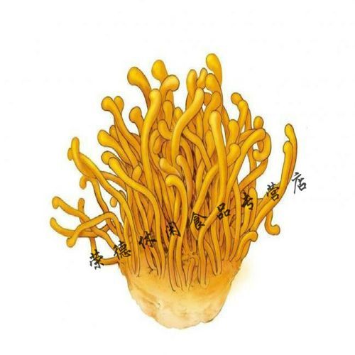 金虫草七鞭胶囊功效与作用_金虫草七鞭胶囊价格多少钱-第2张图片-山城妙识 金虫草七鞭胶囊功效与作用_金虫草七鞭胶囊价格多少钱-第2张图片-山城妙识