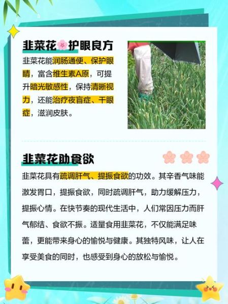 韭菜花有什么功效_韭菜花怎么吃最营养-第1张图片-山城妙识 韭菜花有什么功效_韭菜花怎么吃最营养-第1张图片-山城妙识