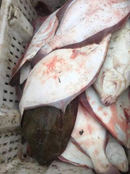 鸦片鱼市场价多少一斤_鸦片鱼多少钱一斤-第3张图片-山城妙识