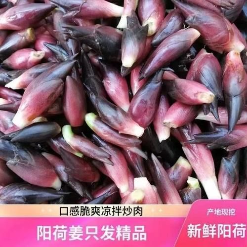 洋火姜的功效与作用_洋火姜怎么吃效果最好-第1张图片-山城妙识 洋火姜的功效与作用_洋火姜怎么吃效果最好-第1张图片-山城妙识