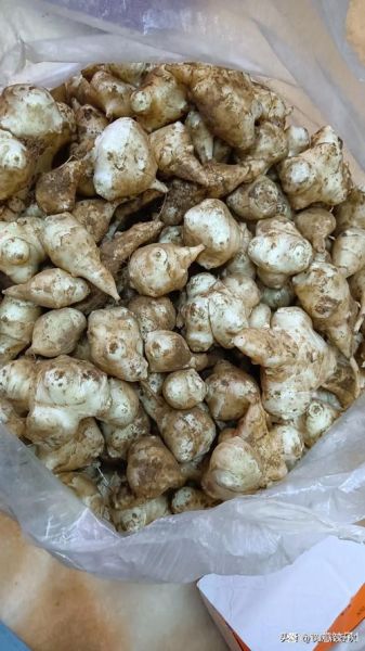 洋火姜的功效与作用_洋火姜怎么吃效果最好-第3张图片-山城妙识 洋火姜的功效与作用_洋火姜怎么吃效果最好-第3张图片-山城妙识