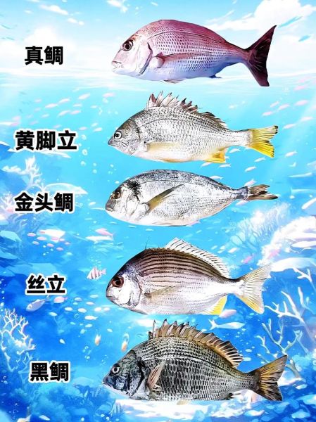 名贵鱼类有哪些_如何挑选高端海鱼-第3张图片-山城妙识