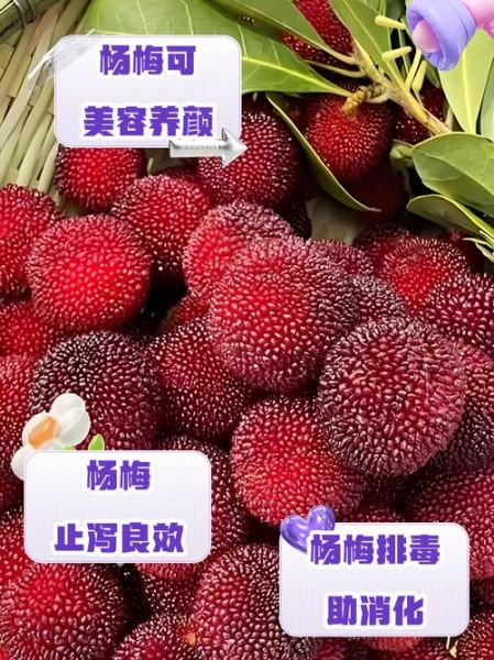 杨梅的营养价值及功效与作用_吃杨梅有什么好处-第1张图片-山城妙识 杨梅的营养价值及功效与作用_吃杨梅有什么好处-第1张图片-山城妙识