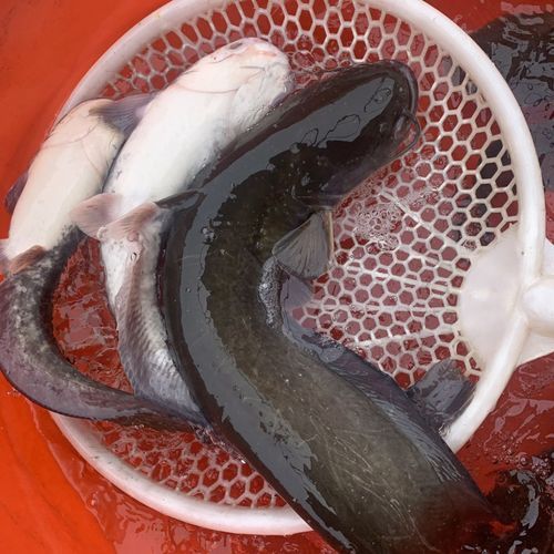 江鲶怎么做好吃_江鲶和鲶鱼区别-第1张图片-山城妙识