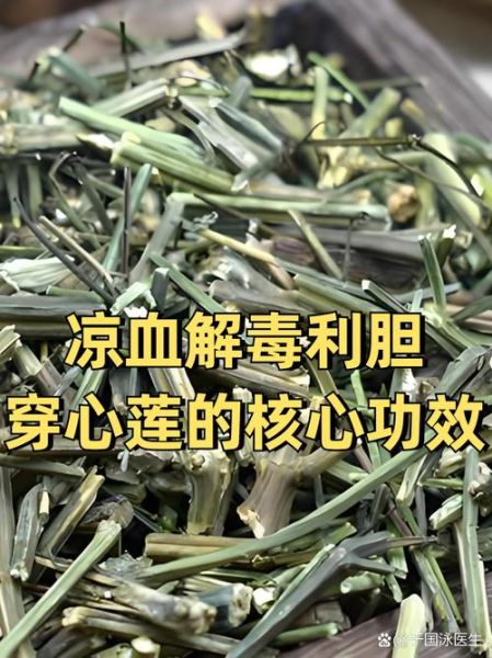咽喉肿痛吃穿心莲还是蒲地蓝_哪个见效快-第2张图片-山城妙识