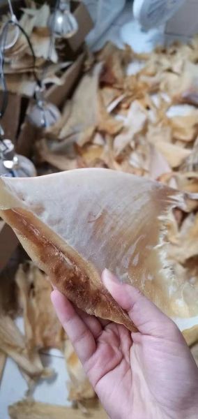 鱼翅长什么样子_鱼翅真假怎么辨别-第2张图片-山城妙识 鱼翅长什么样子_鱼翅真假怎么辨别-第2张图片-山城妙识