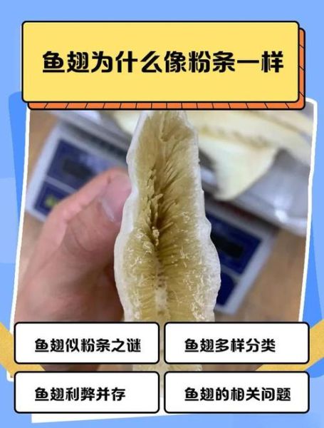 鱼翅长什么样子_鱼翅真假怎么辨别-第1张图片-山城妙识 鱼翅长什么样子_鱼翅真假怎么辨别-第1张图片-山城妙识