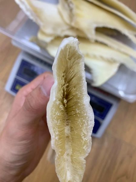 鱼翅长什么样子_鱼翅真假怎么辨别-第3张图片-山城妙识 鱼翅长什么样子_鱼翅真假怎么辨别-第3张图片-山城妙识