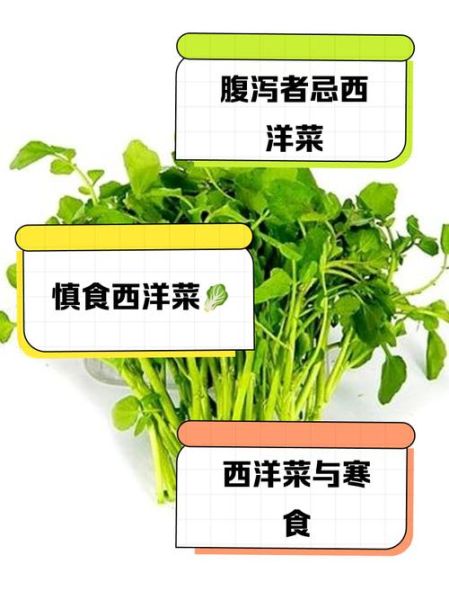 西洋菜的功效与禁忌_什么人不能吃西洋菜-第3张图片-山城妙识