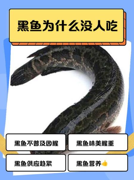黑鱼的营养价值及功效与禁忌_什么人不能吃黑鱼-第2张图片-山城妙识
