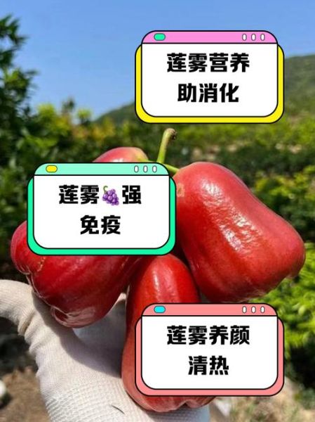 糖尿病能吃莲雾吗_莲雾升糖指数高吗-第1张图片-山城妙识 糖尿病能吃莲雾吗_莲雾升糖指数高吗-第1张图片-山城妙识