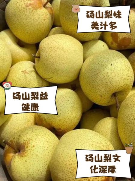 砀山梨是雪梨吗_砀山酥梨和雪梨区别-第1张图片-山城妙识