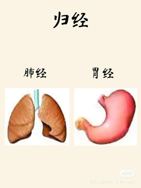 竹茹的功效与作用_竹茹泡水喝的禁忌-第3张图片-山城妙识