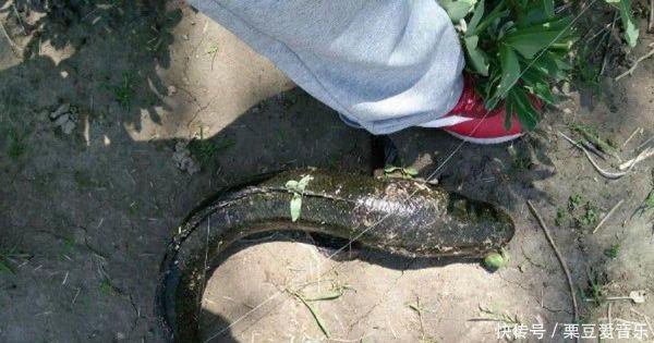 乌鱼影视免费追剧大全怎么用_乌鱼影视最新地址在哪-第2张图片-山城妙识