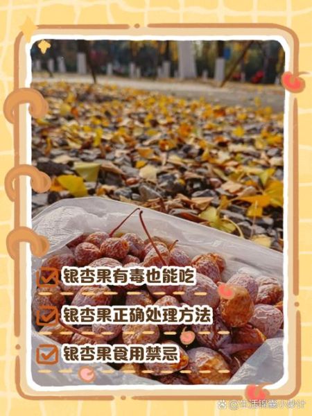 白果怎么吃最安全_白果怎么吃不中毒-第1张图片-山城妙识