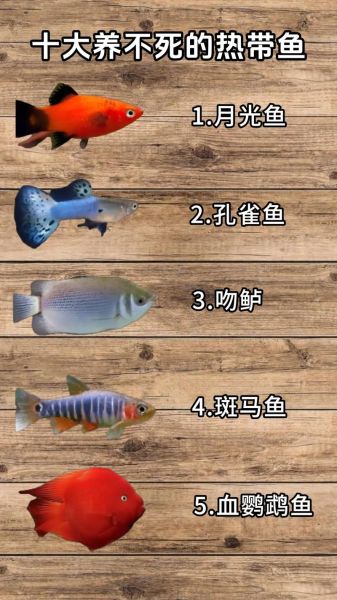 十大养不死的淡水鱼_新手也能轻松养活-第2张图片-山城妙识