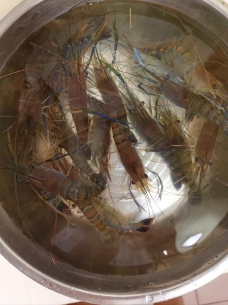 罗氏虾的危害有哪些_罗氏虾吃多了会怎样-第3张图片-山城妙识