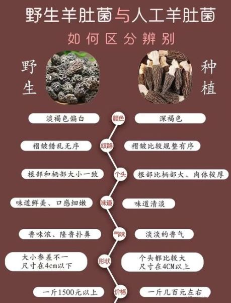 牛肚菌和羊肚菌的区别图片_如何一眼区分真假-第1张图片-山城妙识