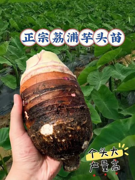 大芋头和小芋头的区别_哪个更好吃-第3张图片-山城妙识
