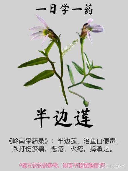 半边莲长什么样_半边莲功效与作用-第2张图片-山城妙识
