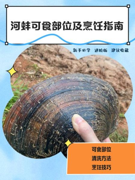河蚌怎么养才不会死_河蚌在家怎么养-第3张图片-山城妙识
