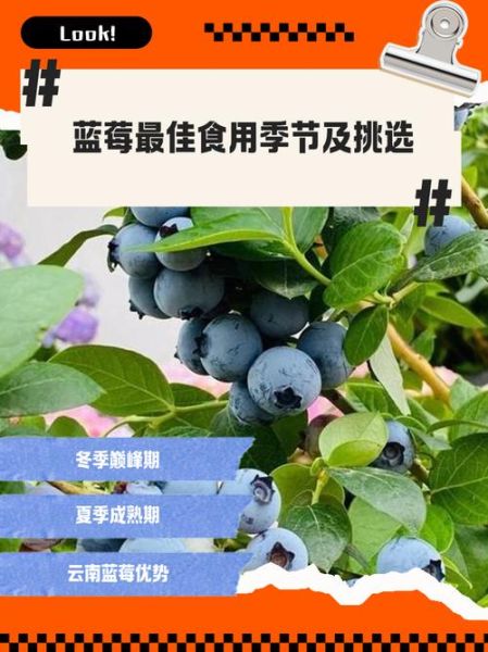 蓝莓一天吃多少为宜_吃蓝莓的最佳时间-第2张图片-山城妙识