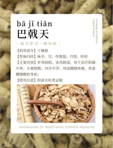 巴戟天图片长什么样_如何辨别真假巴戟天-第2张图片-山城妙识 巴戟天图片长什么样_如何辨别真假巴戟天-第2张图片-山城妙识