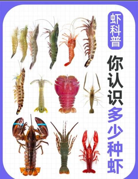 海虾种类大全_常见海虾品种有哪些-第1张图片-山城妙识 海虾种类大全_常见海虾品种有哪些-第1张图片-山城妙识