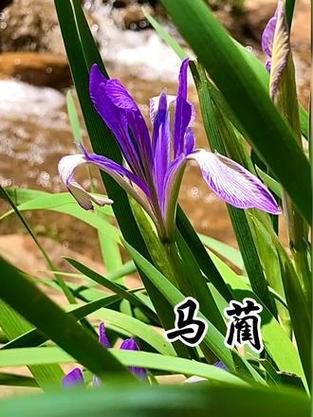 马兰花是谁_马兰花的作者是谁-第2张图片-山城妙识