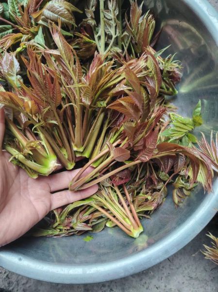 香椿根的功效与作用_香椿根能治什么病-第3张图片-山城妙识