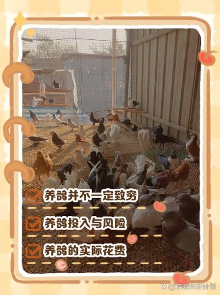 养200对鸽子一年能赚多少钱_鸽子养殖成本利润分析-第1张图片-山城妙识