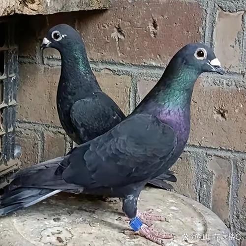 养200对鸽子一年能赚多少钱_鸽子养殖成本利润分析-第3张图片-山城妙识