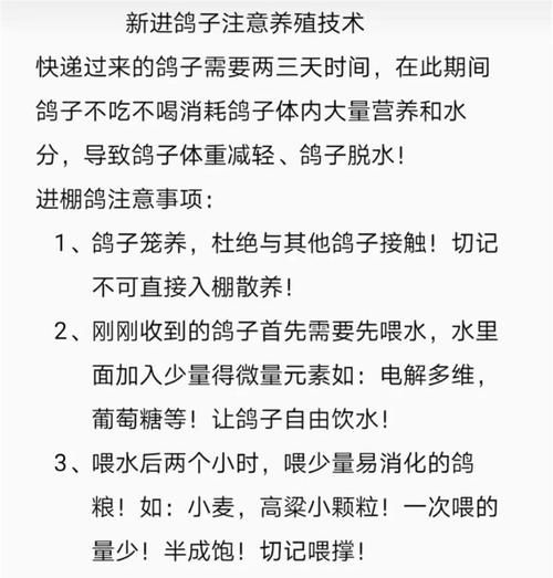 养200对鸽子一年能赚多少钱_鸽子养殖成本利润分析-第2张图片-山城妙识