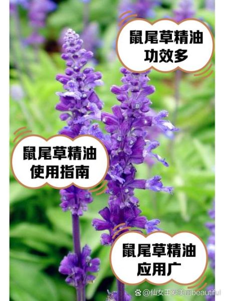鼠尾草精油的功效与作用_鼠尾草精油怎么用-第1张图片-山城妙识