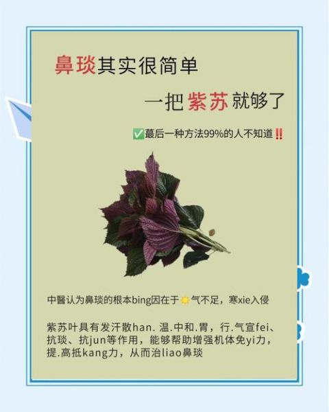 紫苏叶图片怎么识别_紫苏叶的功效与作用-第3张图片-山城妙识 紫苏叶图片怎么识别_紫苏叶的功效与作用-第3张图片-山城妙识