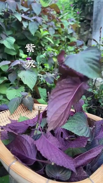 紫苏叶图片怎么识别_紫苏叶的功效与作用-第2张图片-山城妙识 紫苏叶图片怎么识别_紫苏叶的功效与作用-第2张图片-山城妙识