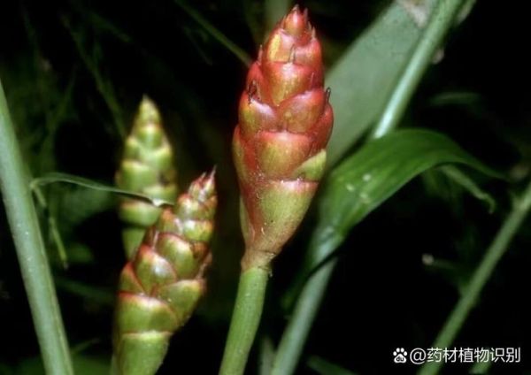 干姜怎么制作_干姜的制作方法-第2张图片-山城妙识