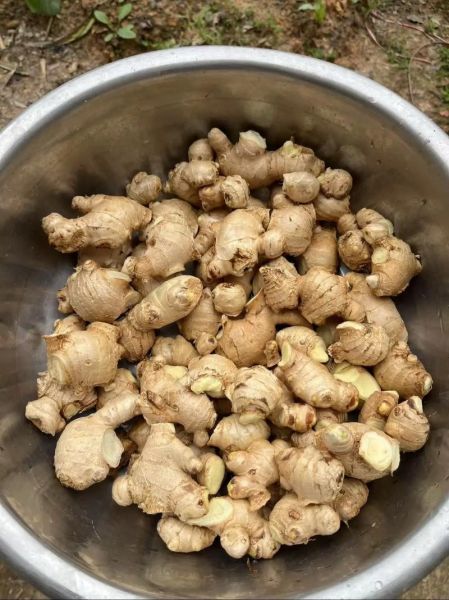 干姜怎么制作_干姜的制作方法-第3张图片-山城妙识