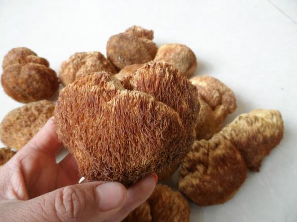 猴头菇图片大全_猴头菇长什么样-第3张图片-山城妙识