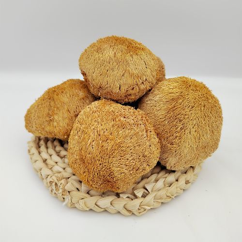 猴头菇图片大全_猴头菇长什么样-第2张图片-山城妙识