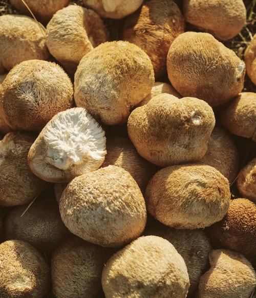 猴头菇图片大全_猴头菇长什么样-第1张图片-山城妙识