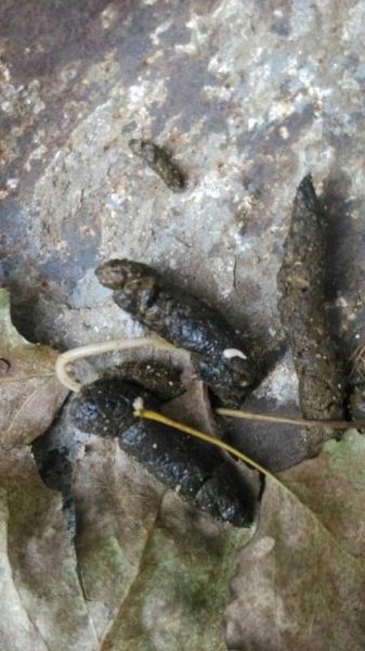 蛔虫图片_蛔虫长什么样-第3张图片-山城妙识