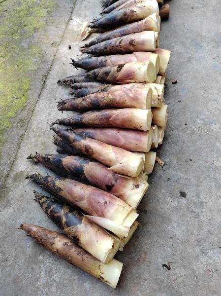 笋的种类有哪些_笋的图片大全集怎么找-第1张图片-山城妙识 笋的种类有哪些_笋的图片大全集怎么找-第1张图片-山城妙识