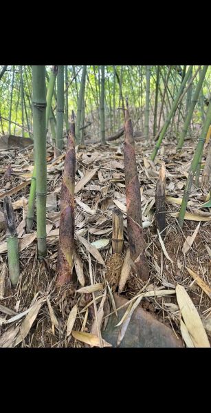 笋的种类有哪些_笋的图片大全集怎么找-第2张图片-山城妙识 笋的种类有哪些_笋的图片大全集怎么找-第2张图片-山城妙识